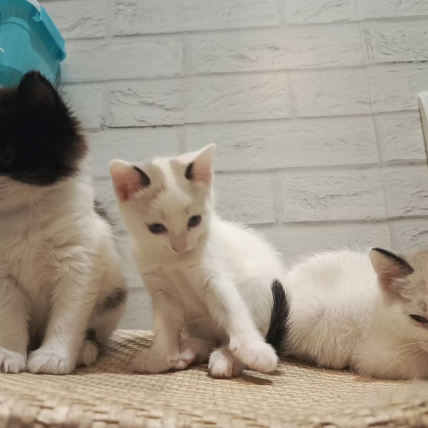 Котята в добрые руки приучены к лотку