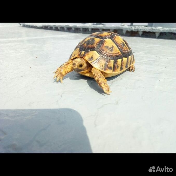 Черепаха сухопутная