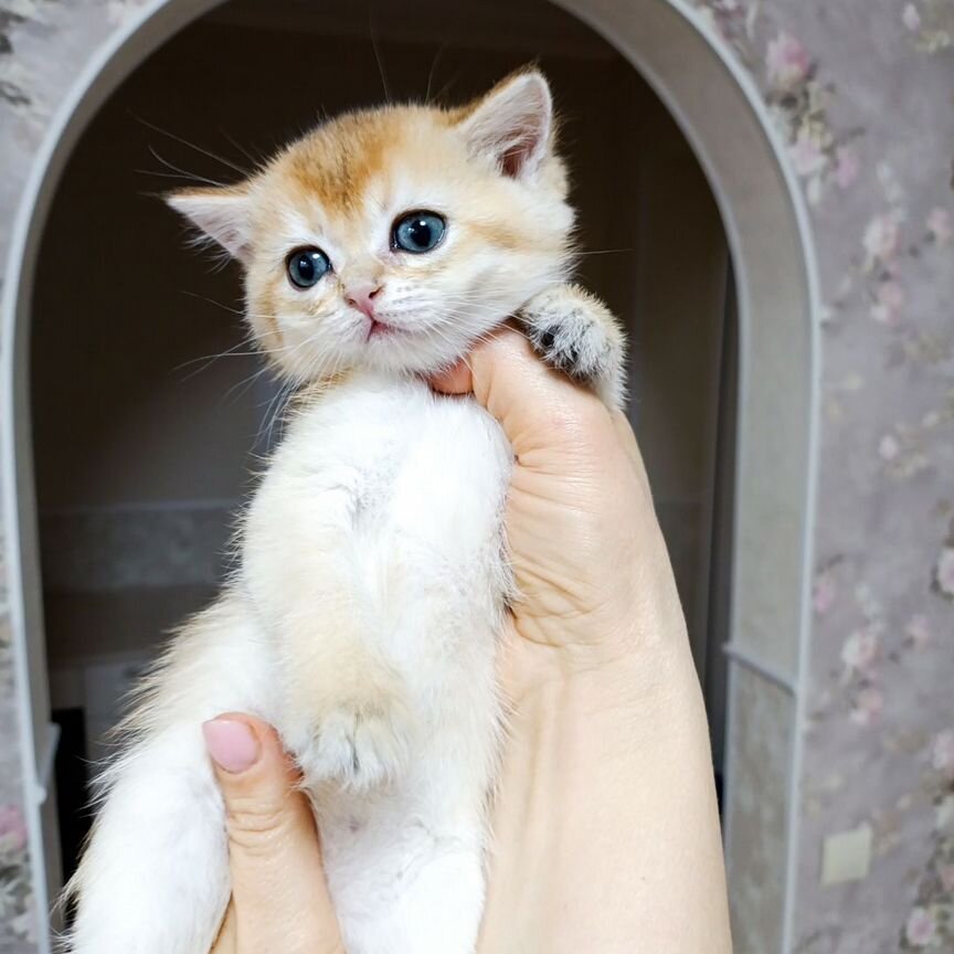 Золотые плюшечки