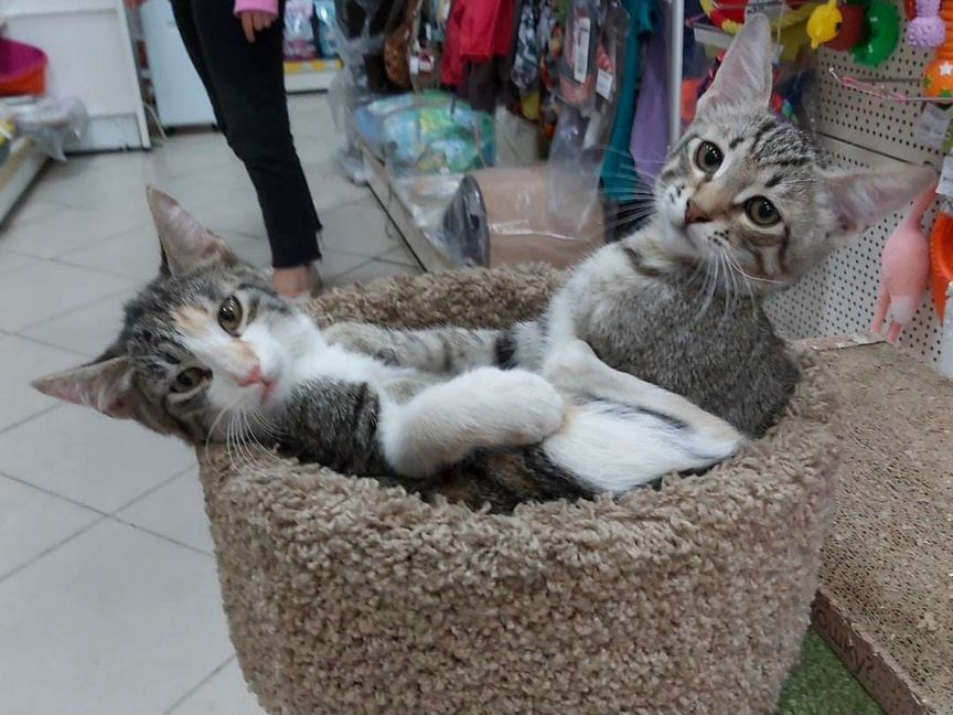 Котята в добрые руки