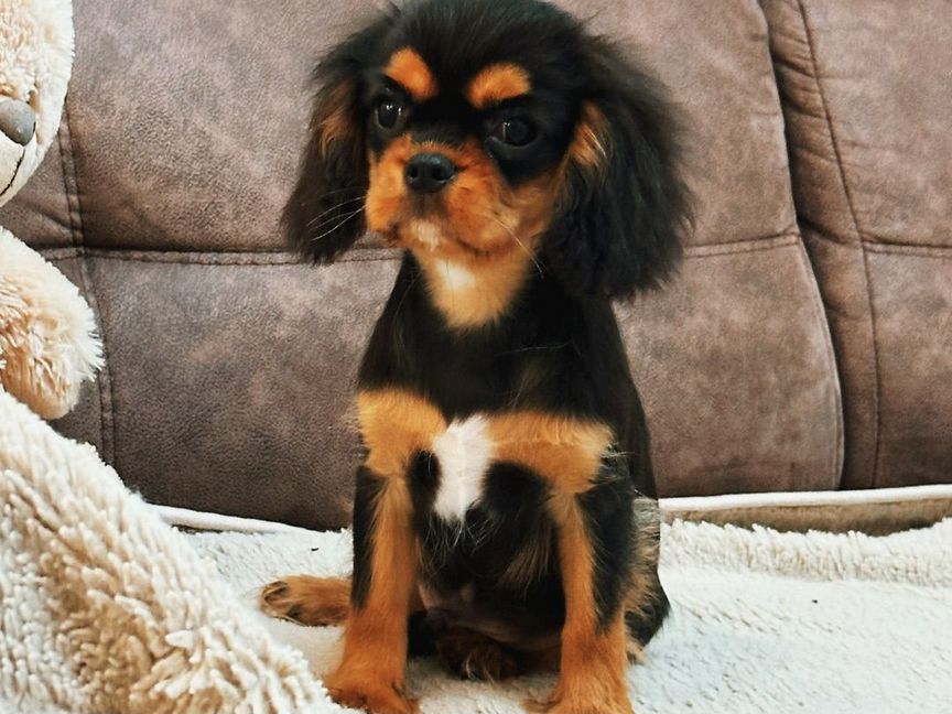 Мальчик для души кавалерчик