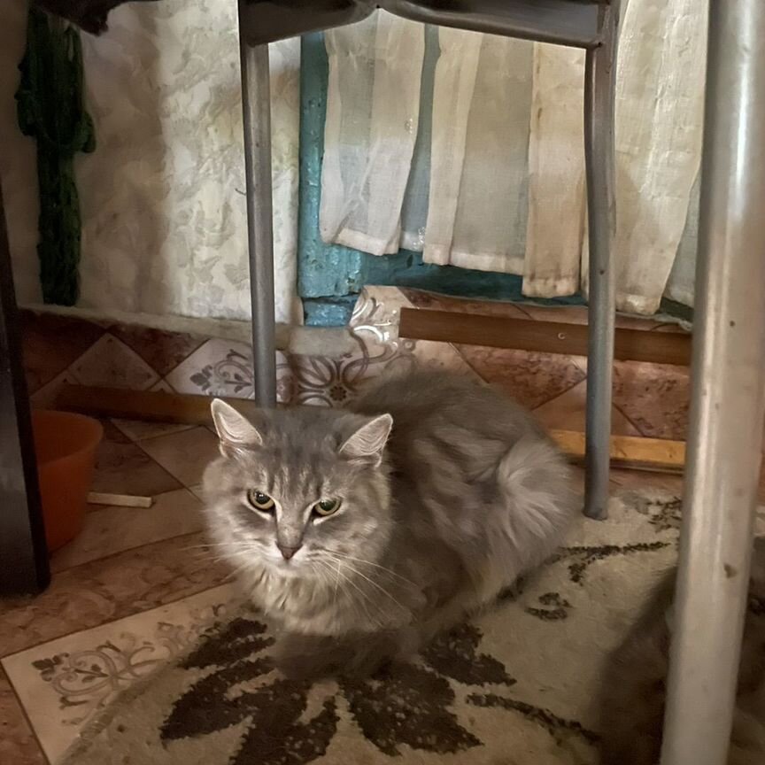Кошка