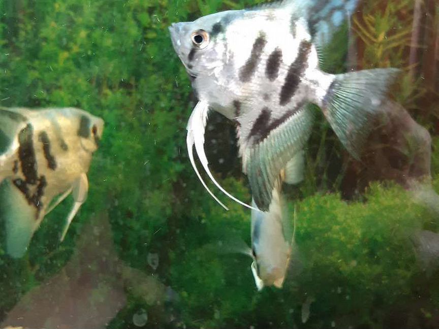 Скалярия пиной клоун