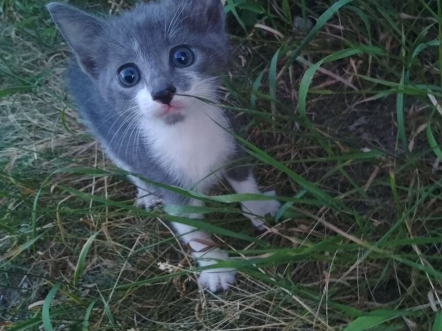Котенок