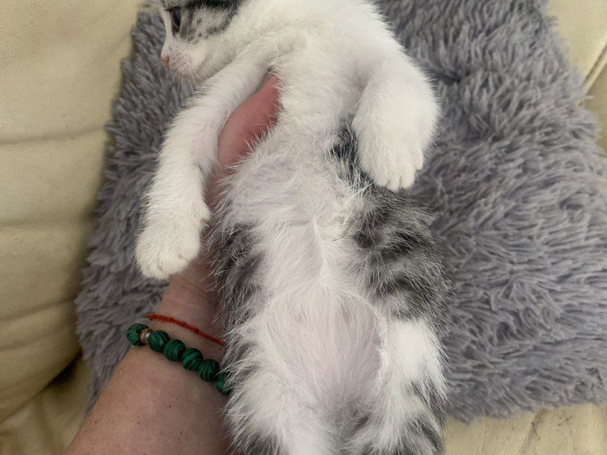 Котята ищут дом