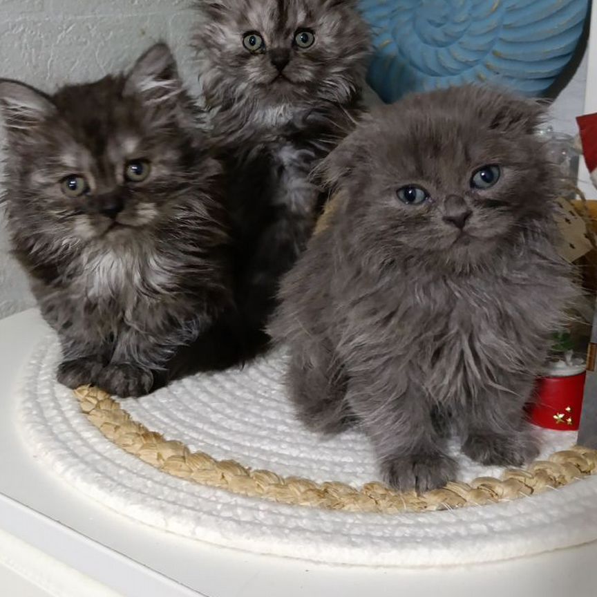 Шотландский вислоухий длинношёрстный котёнок