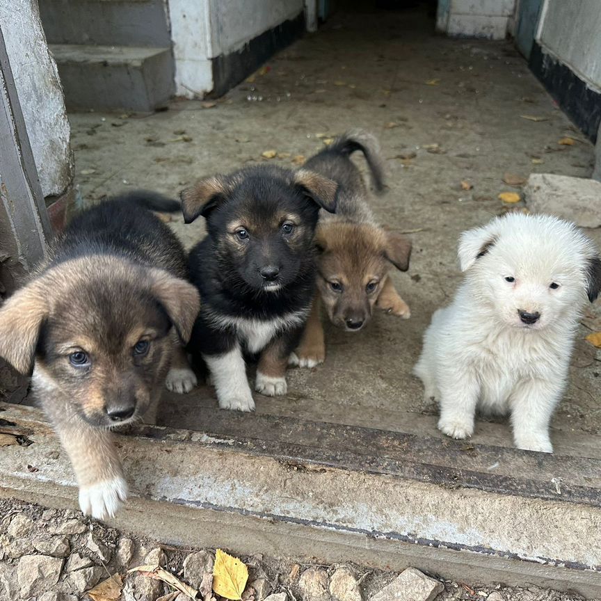 Отдам бесплатно в добрые руки щенят