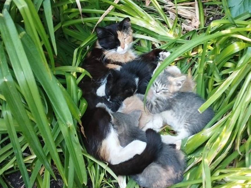 Чудесная кошечка Маша ищет дом