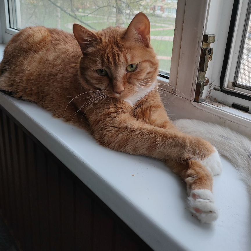 Взрослая, кошка в добрые руки