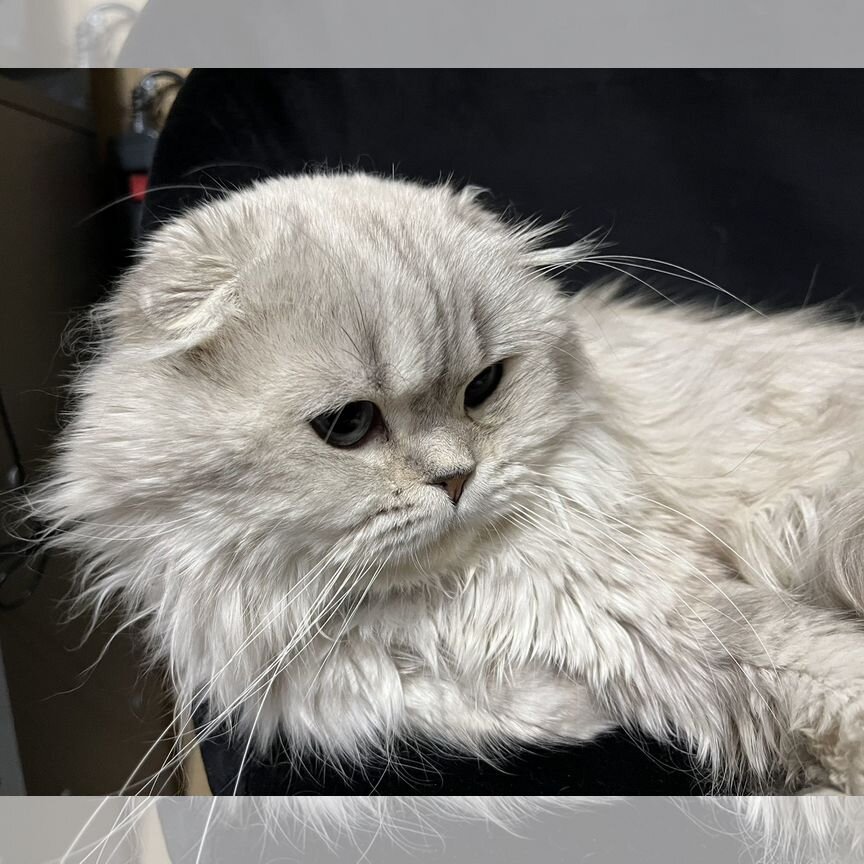 Шотландский вислоухий длинношёрстный котёнок