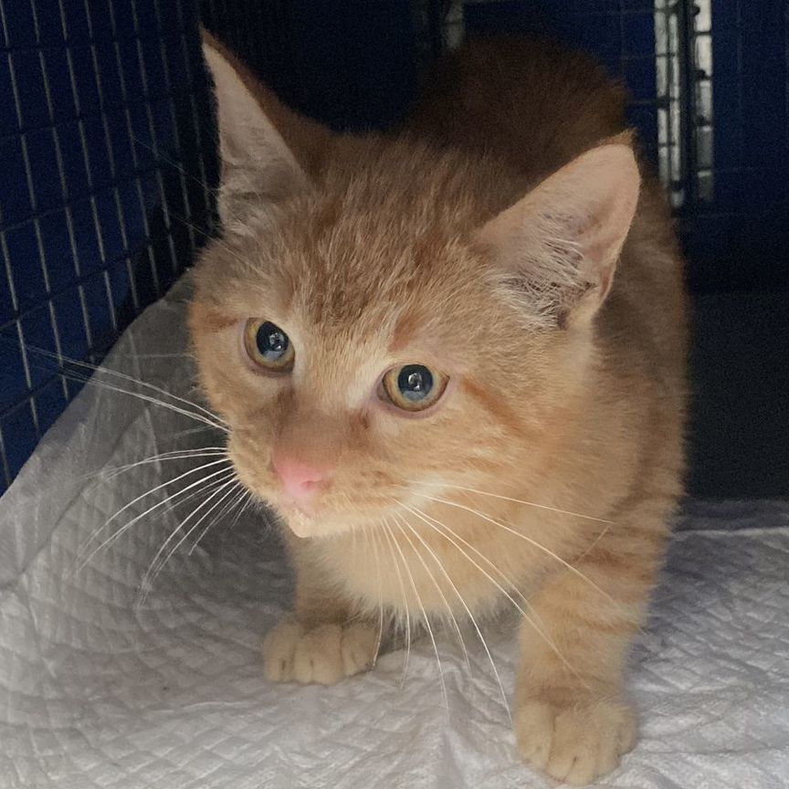 Котёнок из приюта