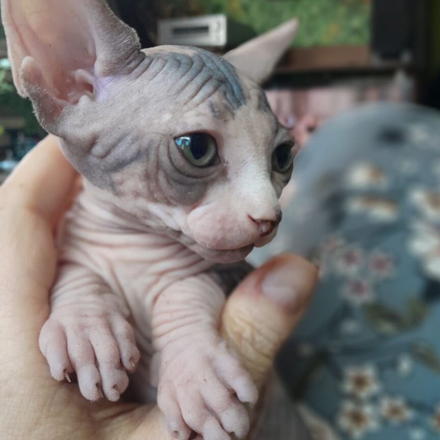 Канадский сфинкс котенок