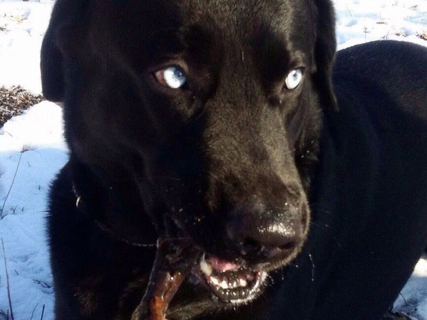 Вязка собак лабрадор