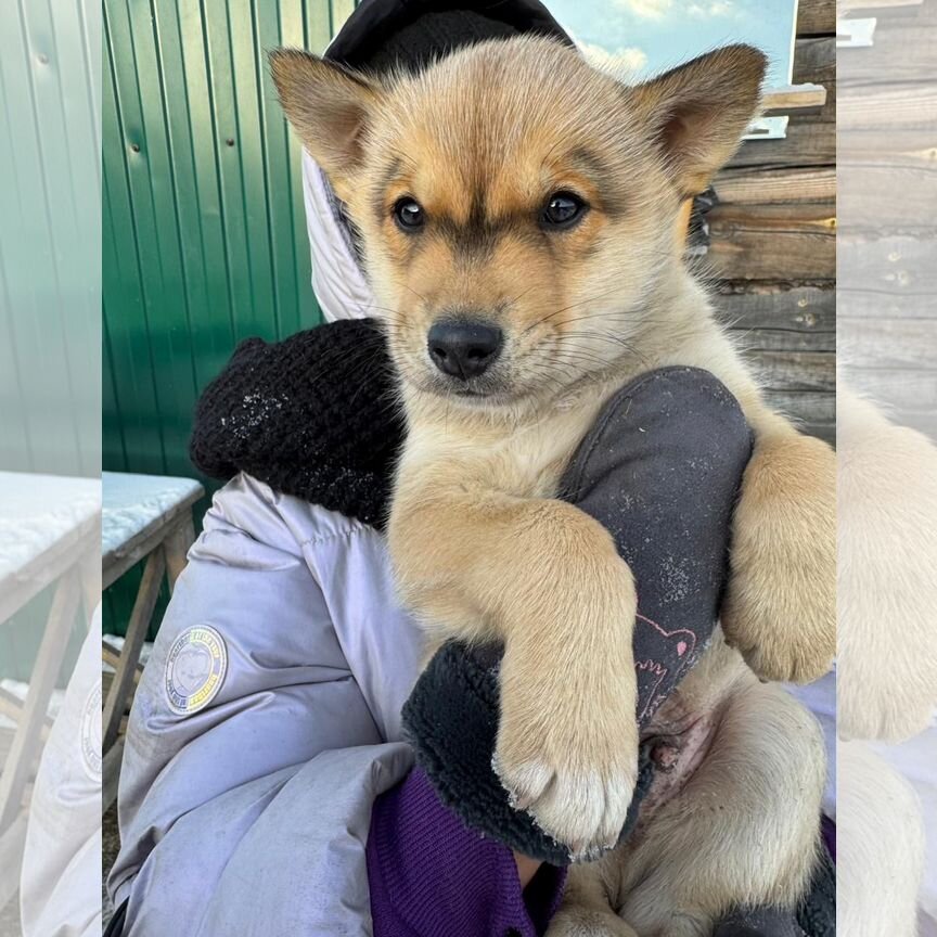 Щенок в добрые руки