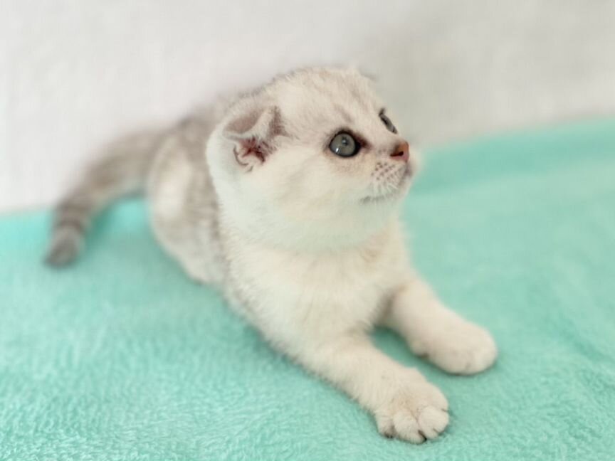 Шотландский котенок Роман