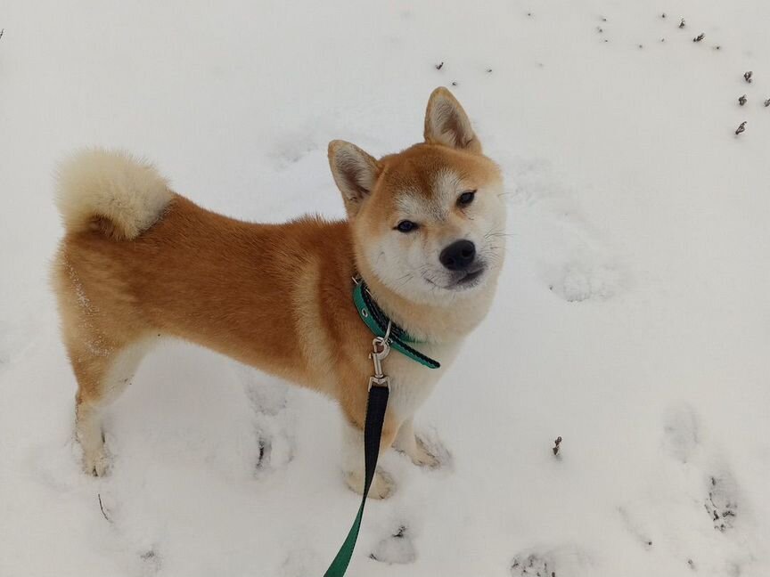 Собака сиба ину