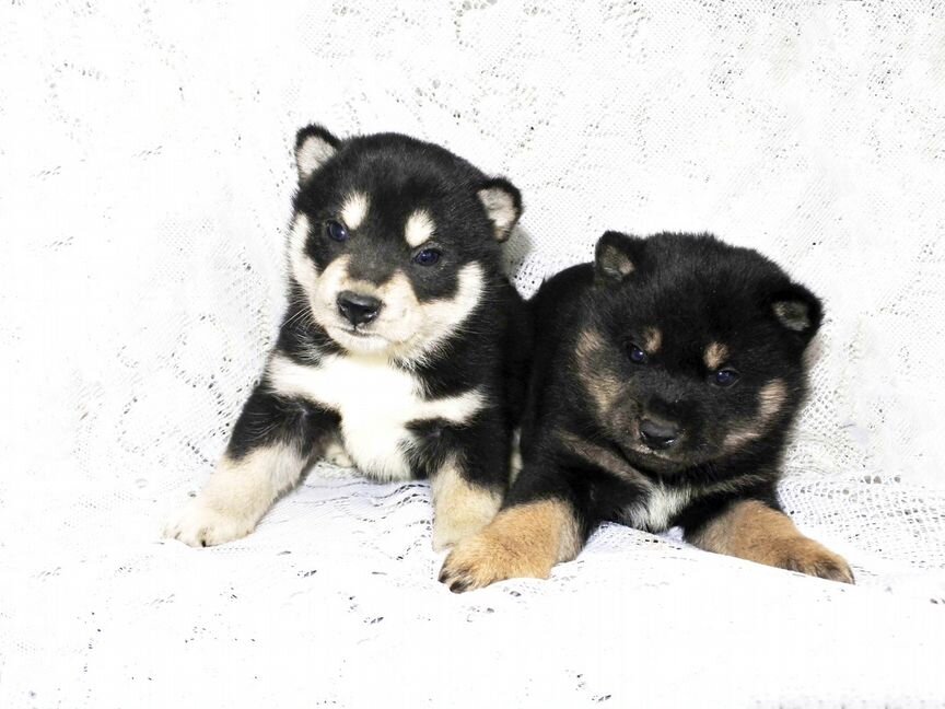 Сиба(Шиба)ину щенки