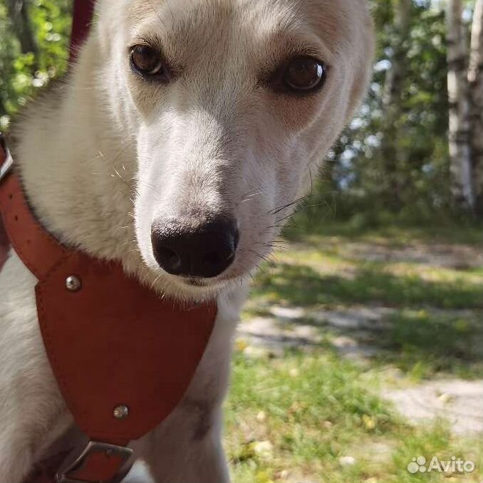 Фенотип лайка