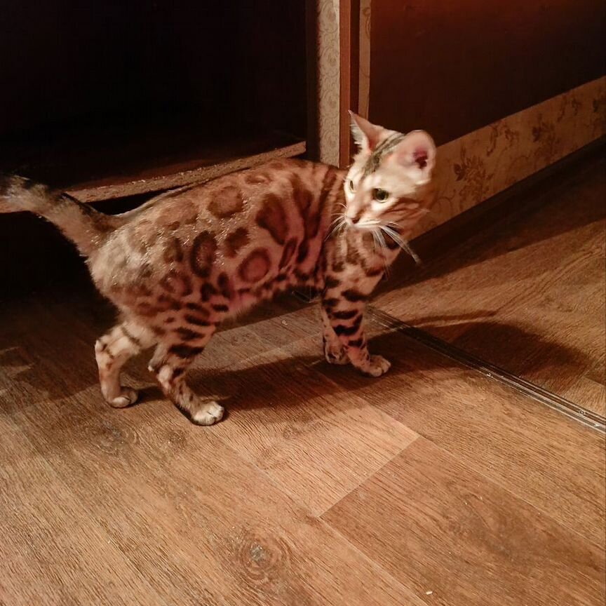 Бенгальская