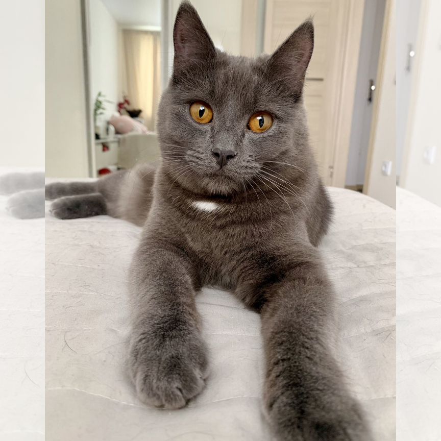 Взрослая, Девочка кошка в добрые руки