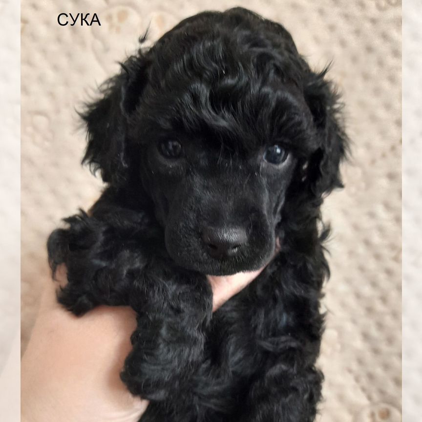 Карликовый пудель, щенок