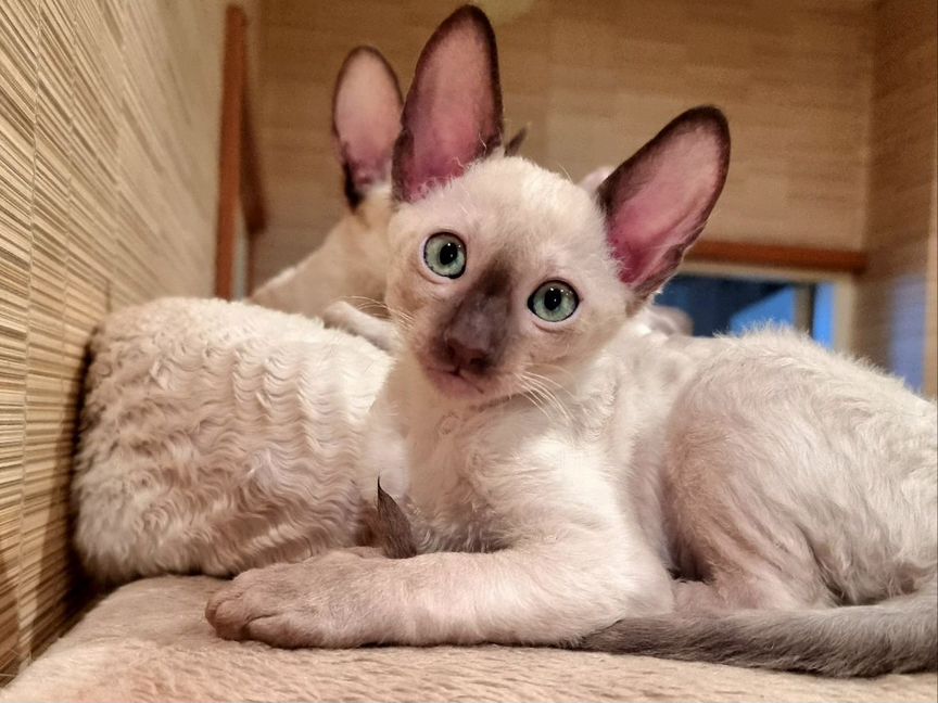 Кучерявые котята корниш рекс