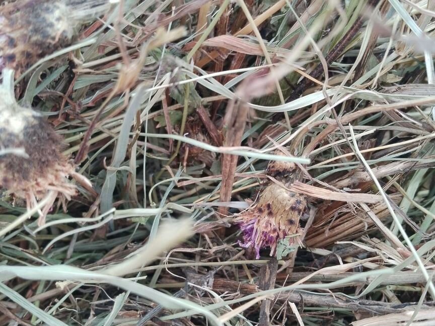 Сено в мешках