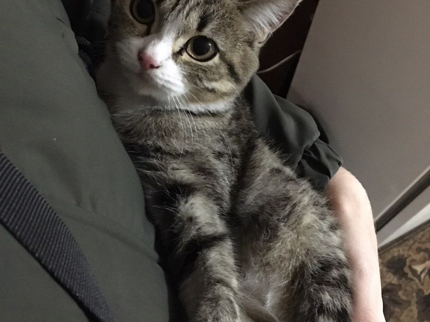 Котенок (поселок Роза)