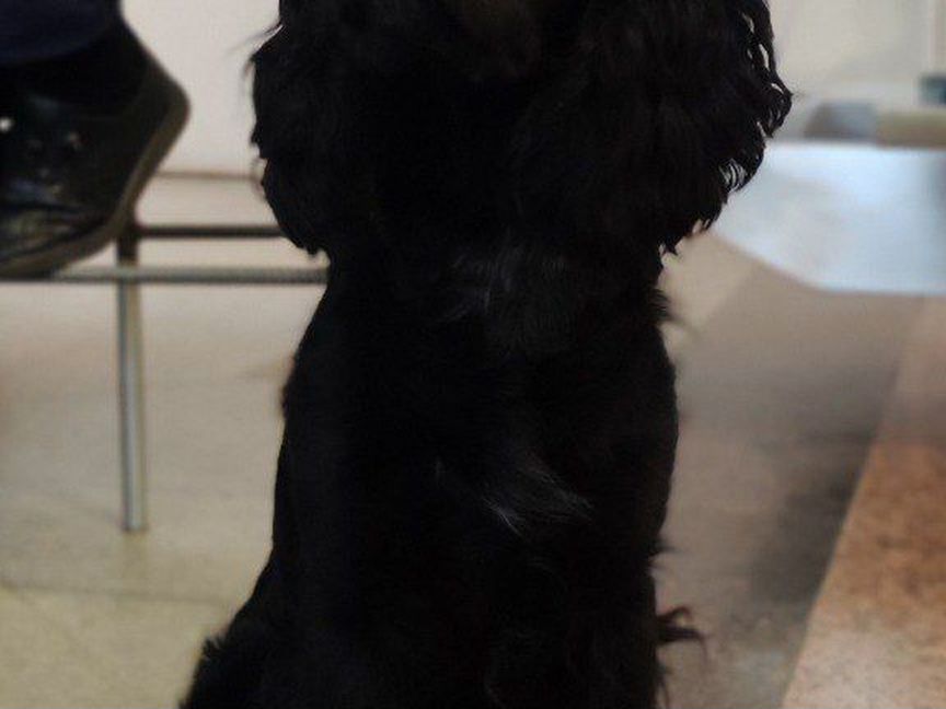 Русский кокер спаниель