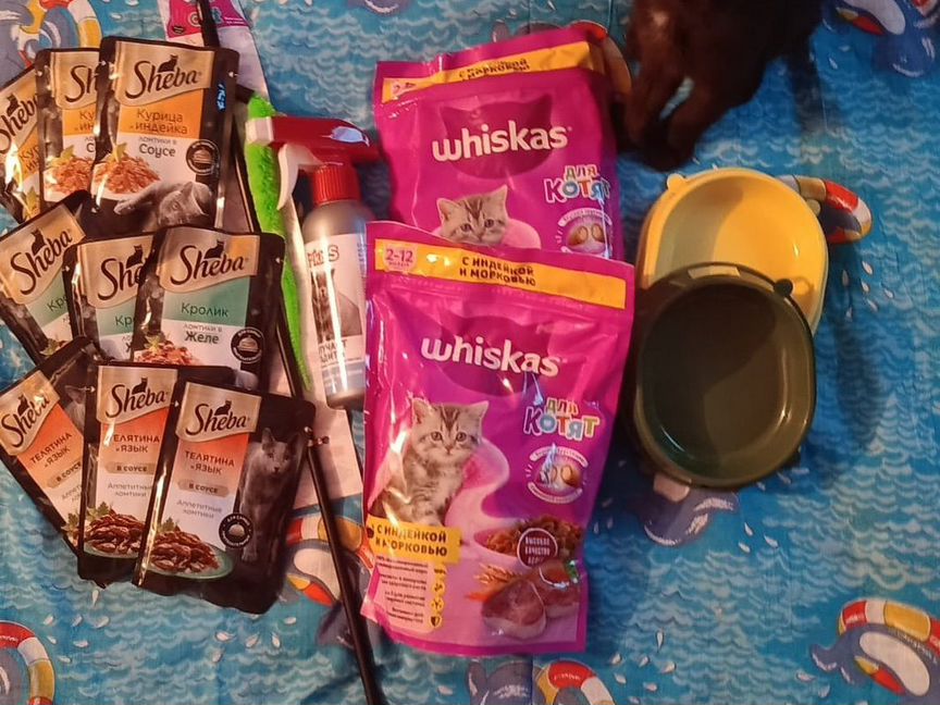 Котёнок от Курильского бобтейла