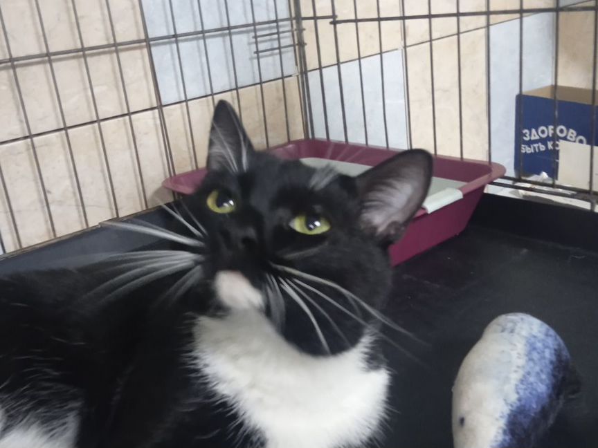 Чудо ребенок по имени Чарли ищет своих пап и мам