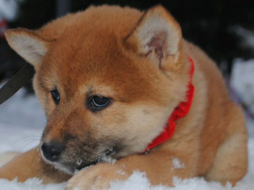 Щенки сиба-ину. Рыжие плюшевые мишки