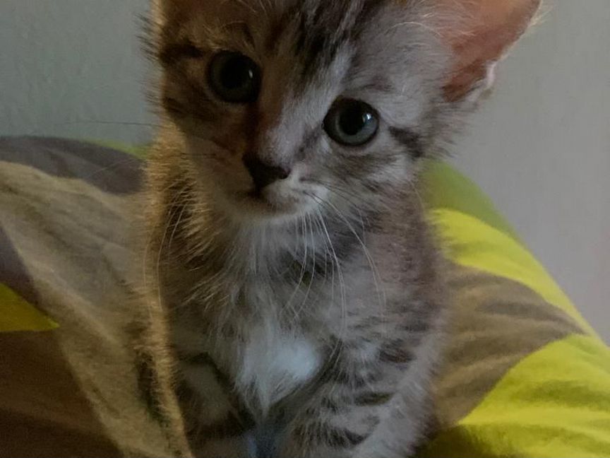 Котята в дар бесплатно