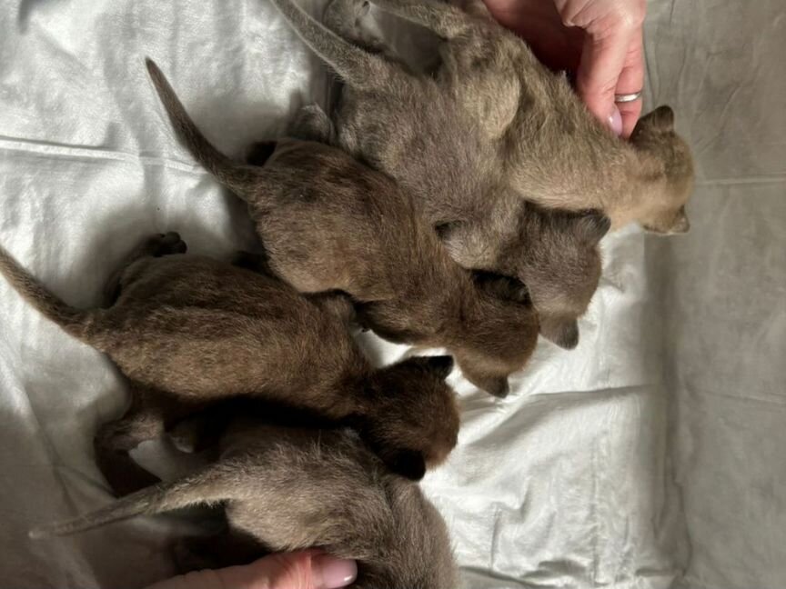 Бурманские котята