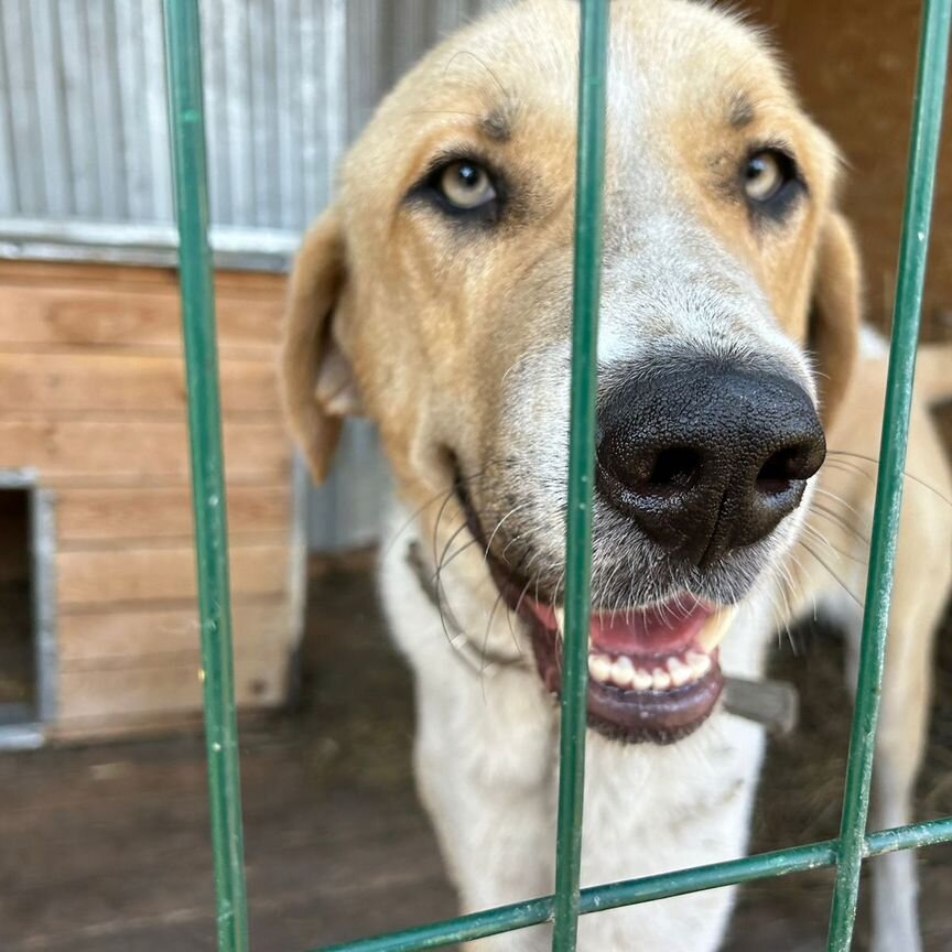 Большая собака в добрые руки