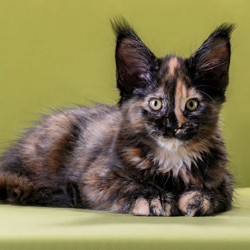 Каталея. Мейн-кун. Шикарная химера