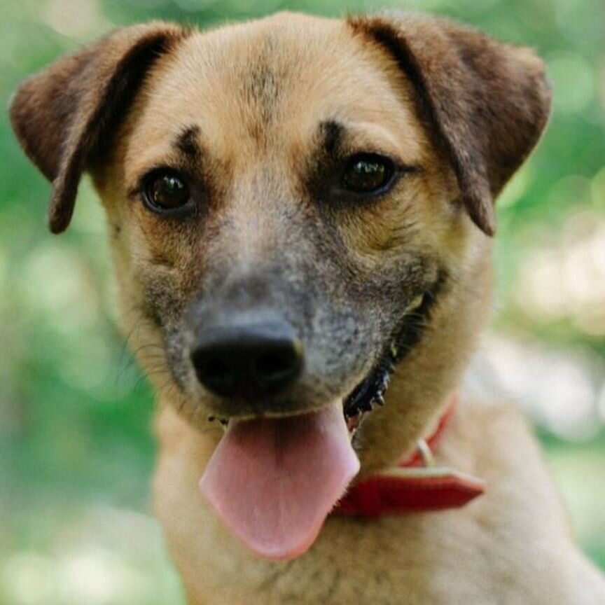 Собака в добрые руки