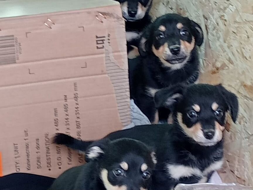 Щенки ишут дом