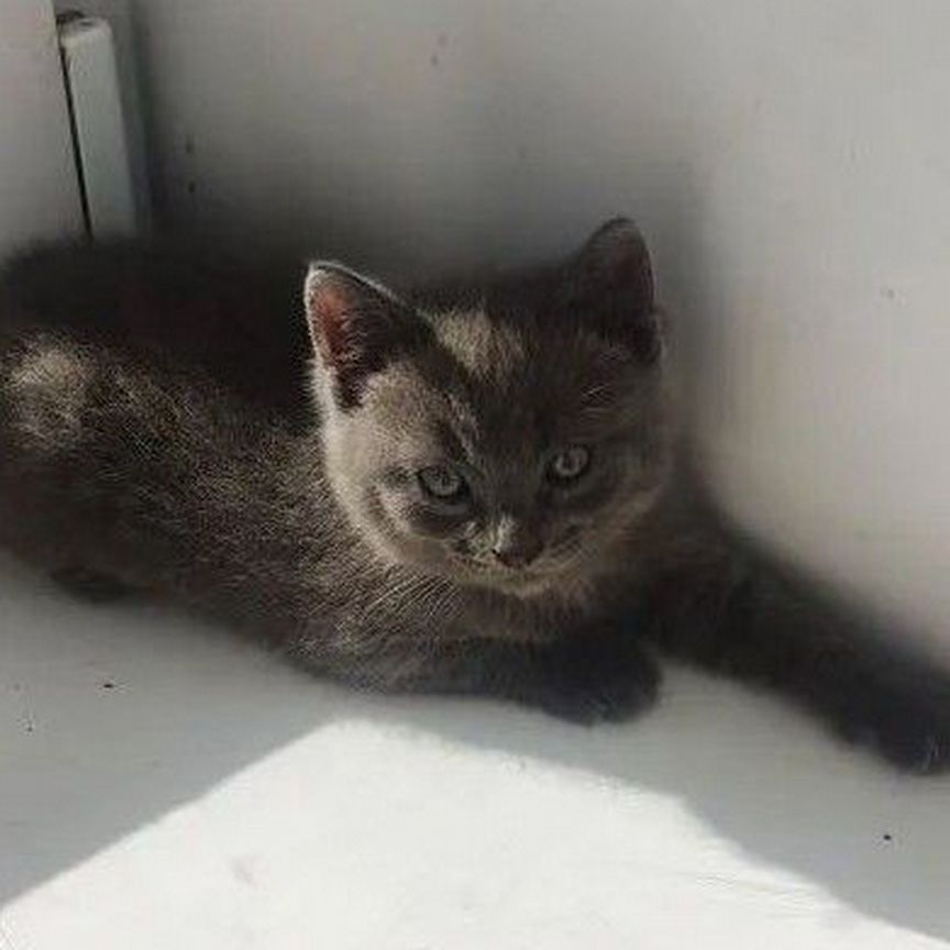 Британский короткошёрстный котёнок