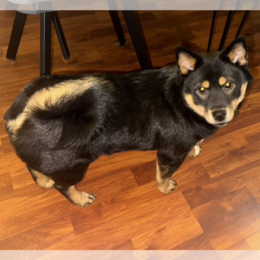 Сиба-ину, щенок