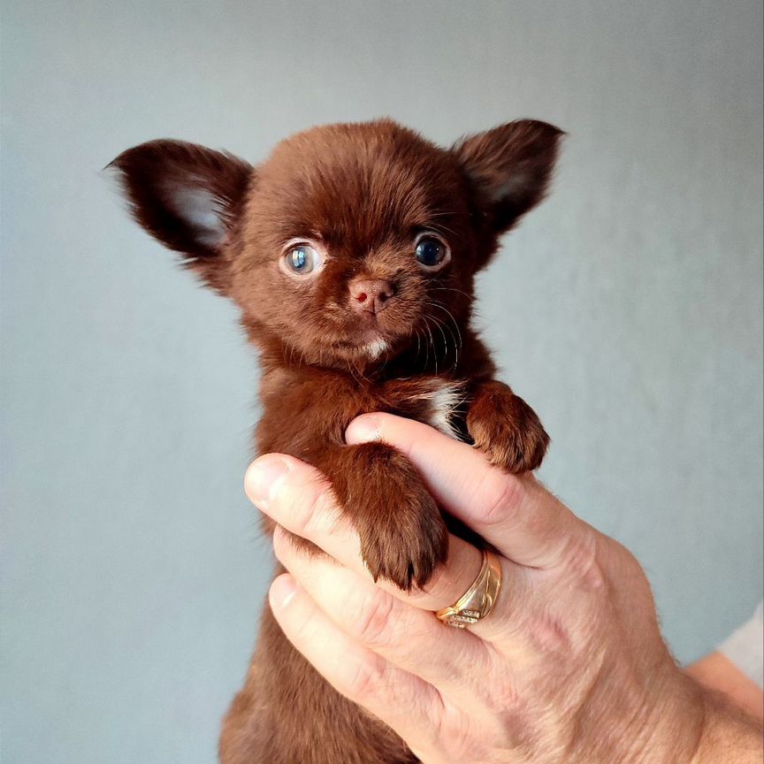 Шоколадный зайка