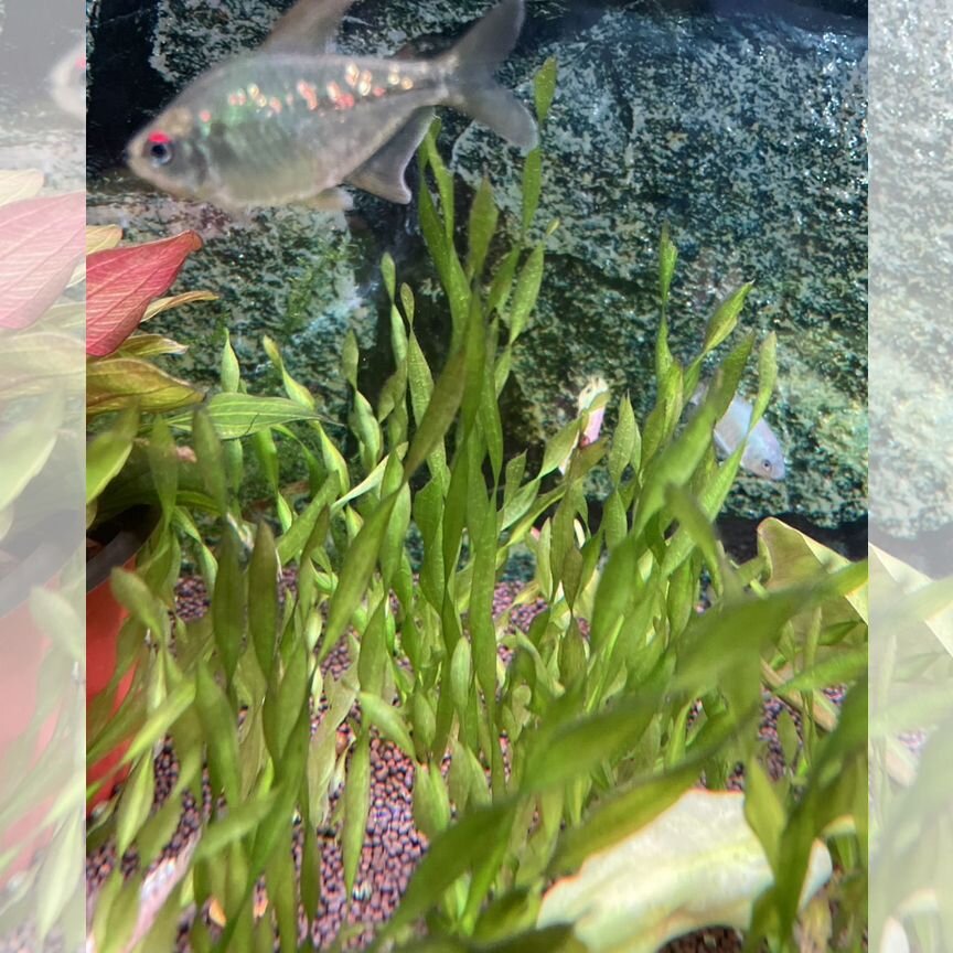 Валлиснерия спиральная аквариумное растение