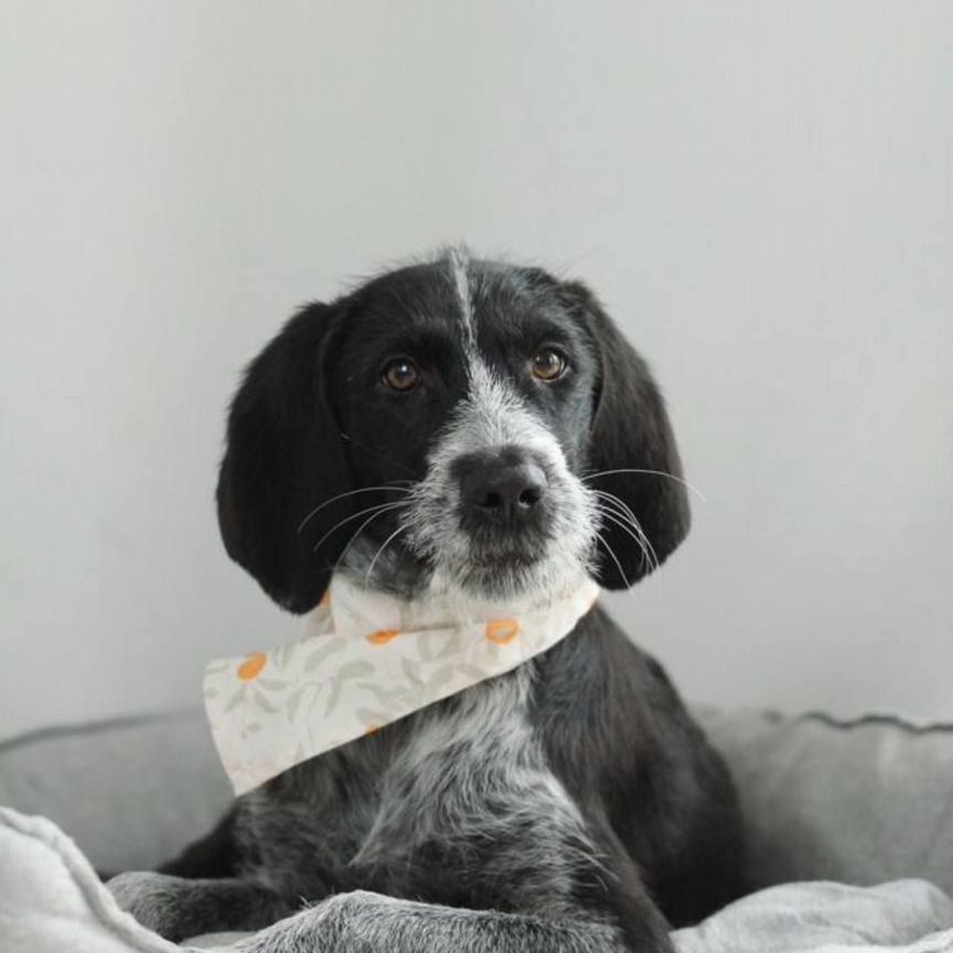 Щенок мальчик в добрые руки