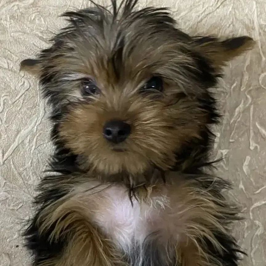 Йоркширский терьер, щенок