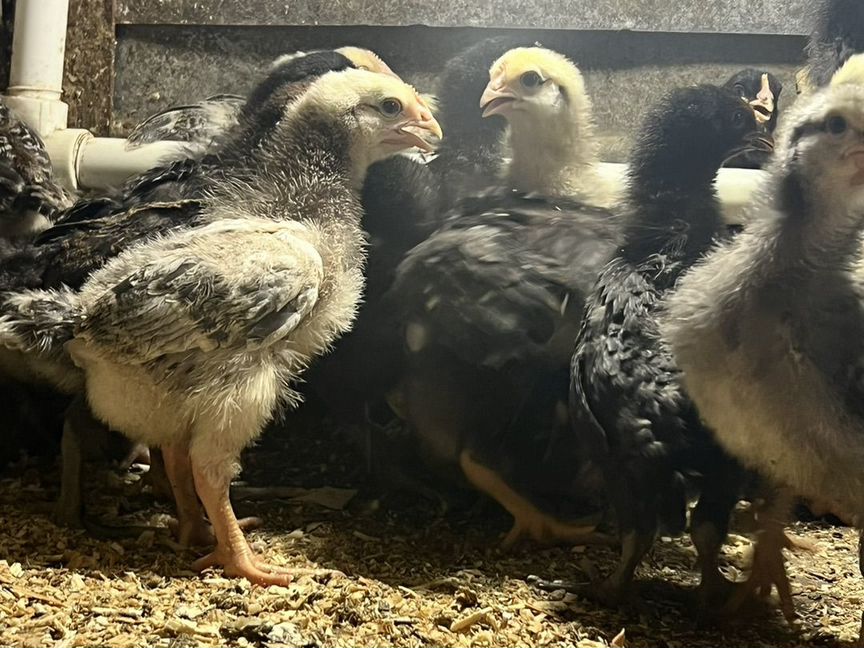 Цветной бройлер 15 дней