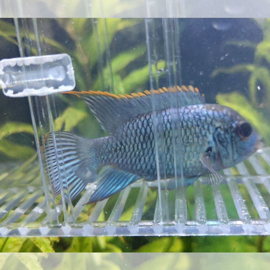 Наннакара блю неон