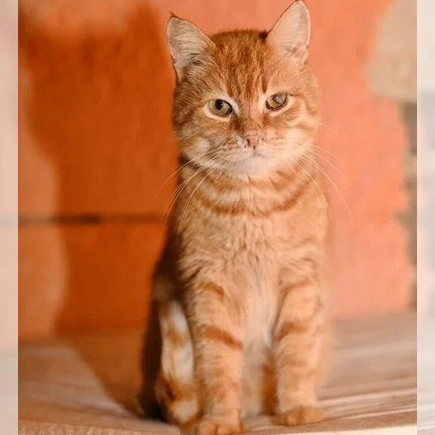 Уютный солнечный котик ищет дом