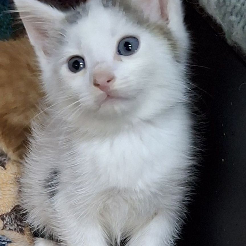 Котенок крошка