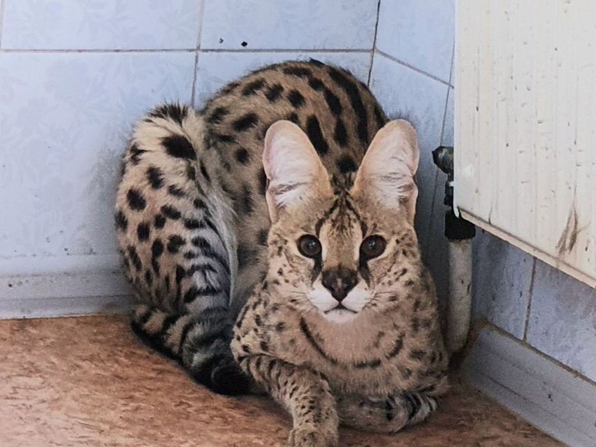 Саванна кот