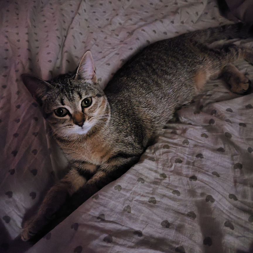 Котенок девочка 5 месяцев отдам в хорошие руки